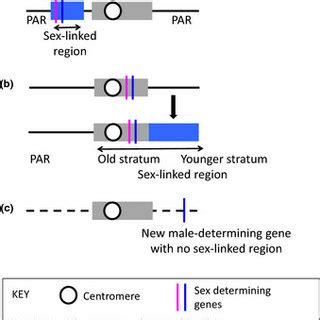 Evolution Of Sex Determining And Sex Linked Genome Regions A Download Scientific Diagram