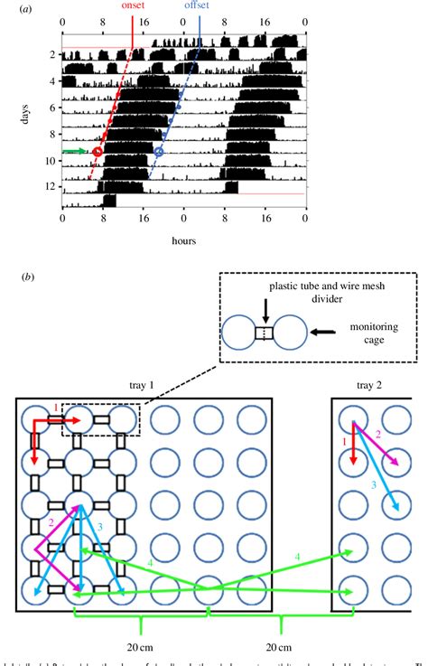 Figure 1 From Social Synchronization Of Circadian Rhythms With A Focus On Honeybees Semantic