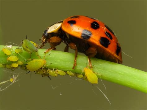 Attracting Ladybugs To Your Garden