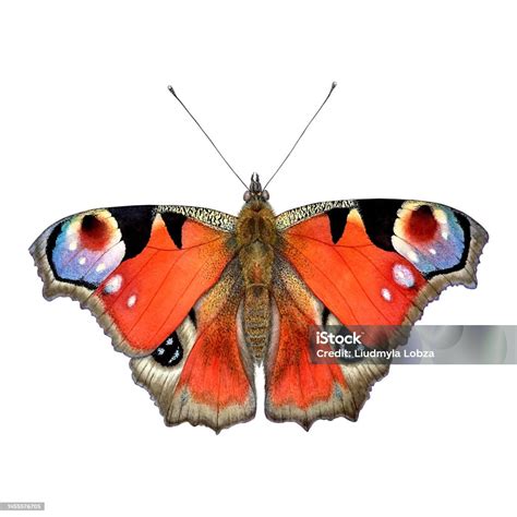 공작 나비 수채화 현실적인 그림입니다 식물 예술 그림입니다 인쇄 포장 및 섬유 디자인 포장 종이 벽지에 사용할 수 있습니다 공작새에 대한 스톡 벡터 아트 및 기타 이미지