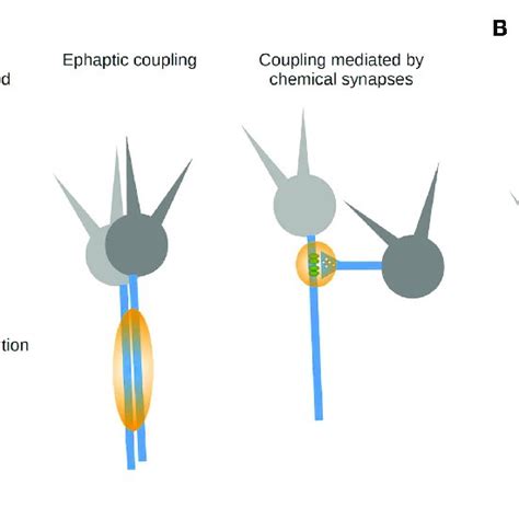 Coupling Modalities Between Axons A Three Types Of Download Scientific Diagram