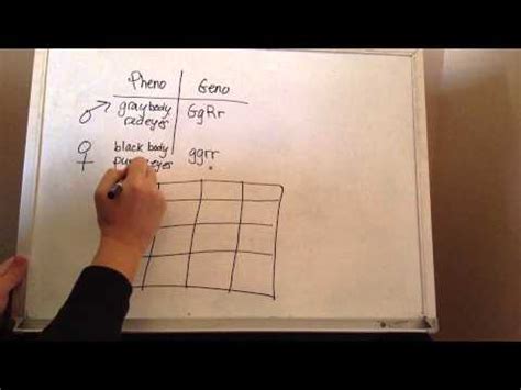 Difference Between Monohybrid And Dihybrid Difference Wiki