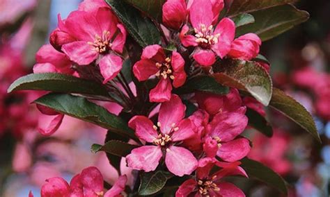 Raspberry Spear® Crabapple Knowledgebase Johnsons Nursery