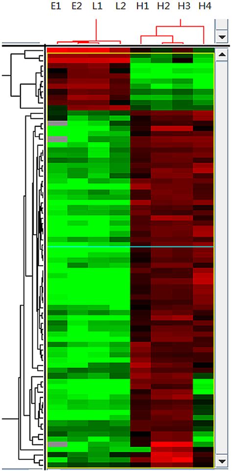 Hierarchical Clustering Of Gene Expression Profiles For The Eight Download Scientific Diagram