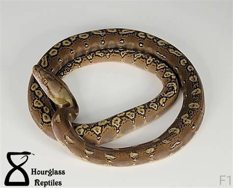 Phantom Reticulated Python By Hourglass Reptiles