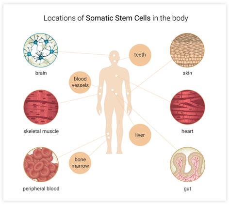 干细胞分类和应用 Medchemexpress 知乎