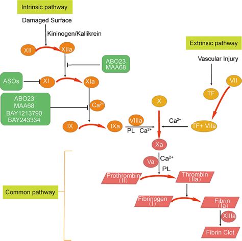 Overview Of The Sites Of Action Of Factor Xi Fxi Activated Factor Xi Download Scientific