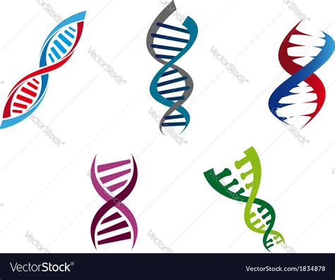 Colourful Dna Strands Royalty Free Vector Image