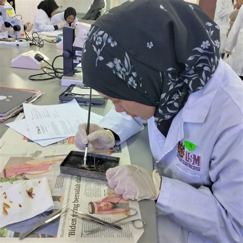 Nur Sofia On Linkedin Lab Dissecting Cockroach Entomology Anatomy