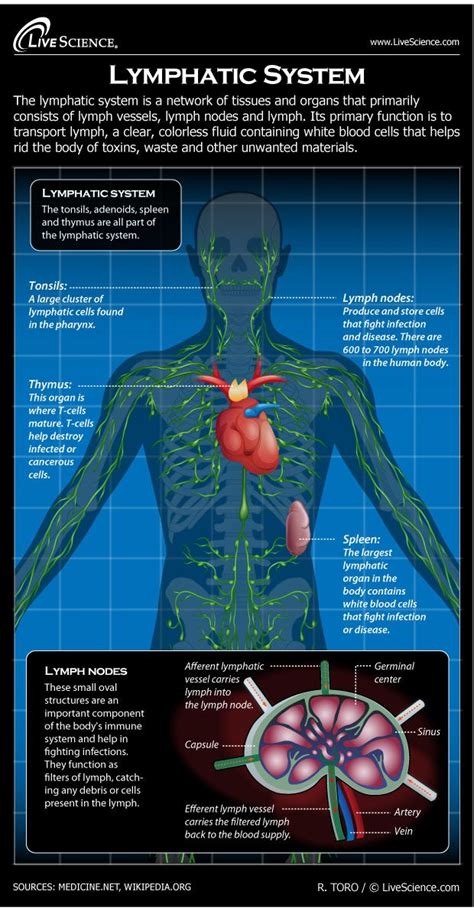Lymphatic System Facts Functions And Diseases Live Science