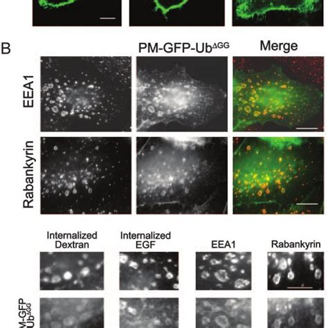 The Clathrin Ap2 Mediated Endocytosis Of Gabaa Receptors Is Modulated Download Scientific
