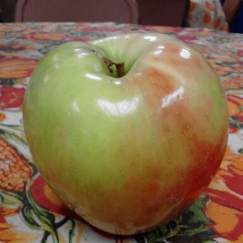 Honeycrisp Apple Calories Large At Shirl Ketner Blog