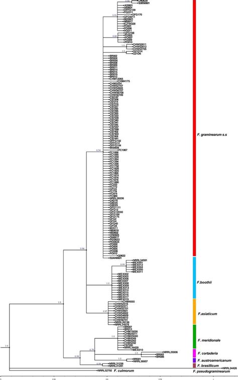 inferred topology from the bayesian analysis of ef 1α numbers at the