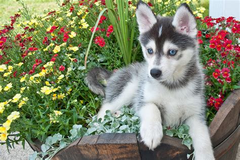 Pomsky Facts 6 Fun And Interesting Facts Paws N Pups