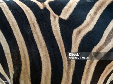 깃털 패턴의 얼룩말 바디 피부 베이지색 흑인과 백인 얼룩말 텍스처 가는 세로줄 무늬에 대한 스톡 사진 및 기타 이미지 가는 세로줄 무늬 깃털 대조 Istock