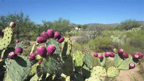 Can Parrots Eat Prickly Pear Birdaddicts
