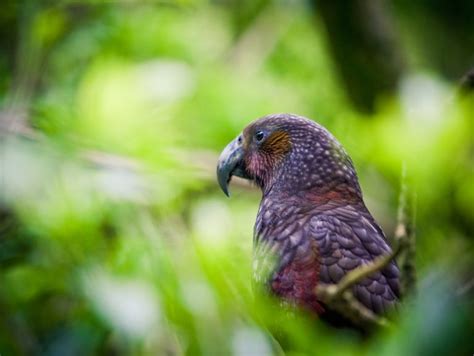 32 Native Birds Of New Zealand Meet Our Feathered Friends