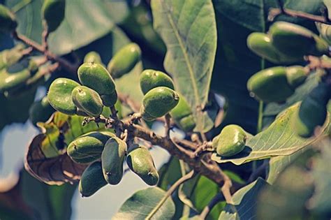 Fruits Of Semecarpus Anacardium Marany Nut Semecarpus Anacardium Smooth Photo Background And