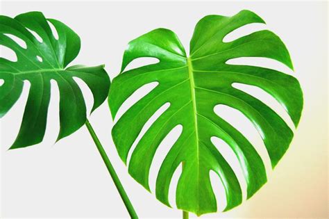 20 Plants With Heart Shaped Leaves You Can Grow