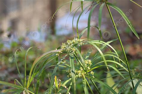 Windmill Grass Natural Bright Beautiful Photography Picture Background Windmill Grass Natural