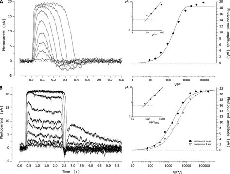 Photocurrents Measured Under Voltage Clamp At −40 Mv In A Dark Adapted Download Scientific