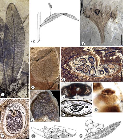 Glossopterid Vegetative And Reproductive Organs 1 Glossopteris Leaf Download Scientific