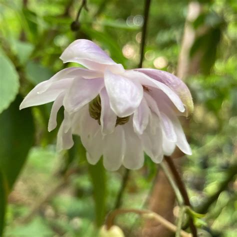 Plant Profile Anemonopsis Macrophylla Japonica Plants Nursery