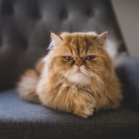 Largest Cat Breed