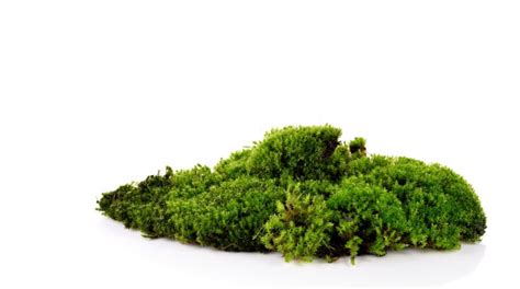 Whats The Difference Between Moss And Algae