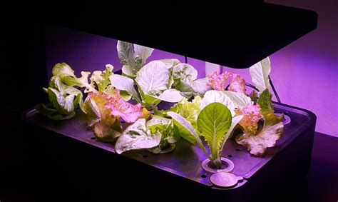 Is This Trichoderma Myc Fungi Or Something Bad R Hydroponics