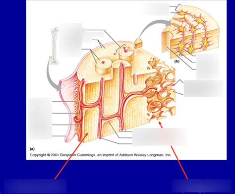Bone Diagram Quizlet