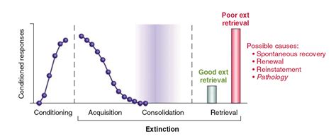 Fear Extinction Paradigm With Both Conditioning Acquisition And