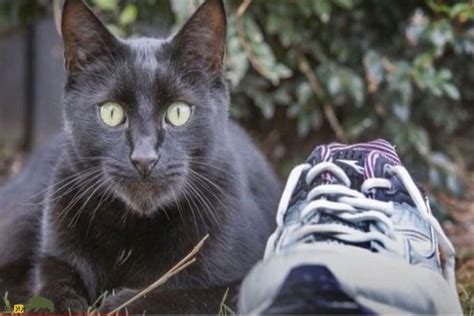 ویدئو گربه‌ای در نیوزیلند که به خاطر دزدی لباس‌های زیر زنان معروف شده