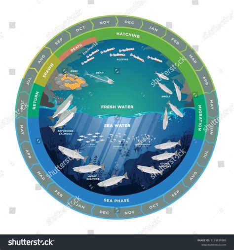 Salmon Life Cycle Map