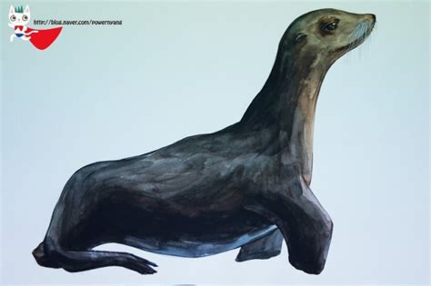 [손그림 일러스트삽화] 물개그림 물개 삽화 네이버 블로그