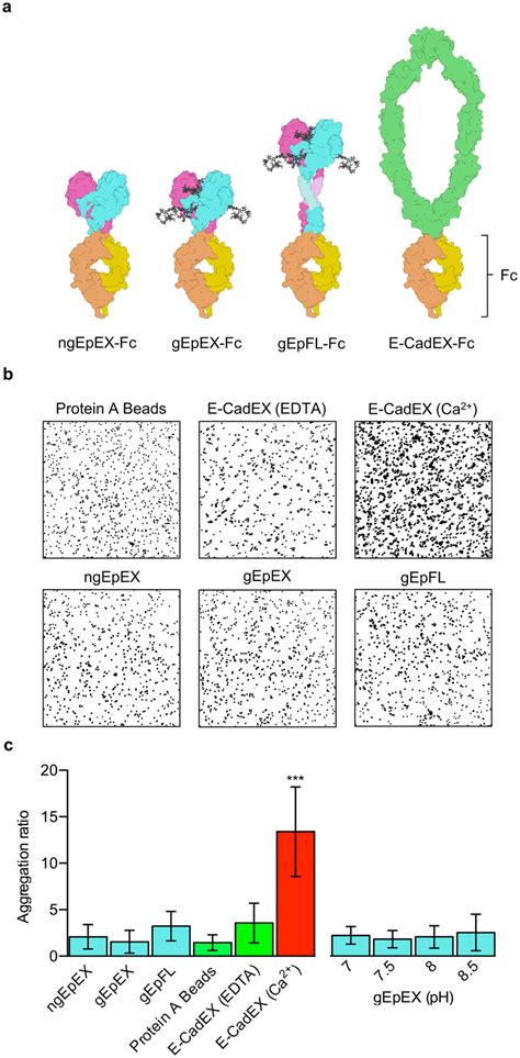Bead Aggregation Assays A Schematic Representation Of Analysed