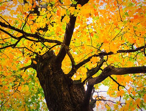 How To Grow A Sugar Maple Tree A Step By Step Guide