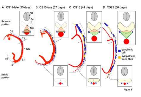 Development Of The Sympathetic Trunks In Human Embryos Anatomy Sc