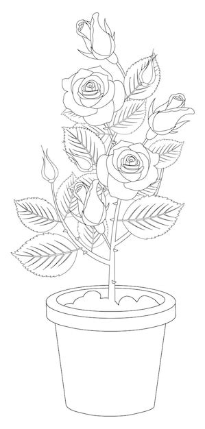 Premium Vector Outline Of Rose Plant In A Pot