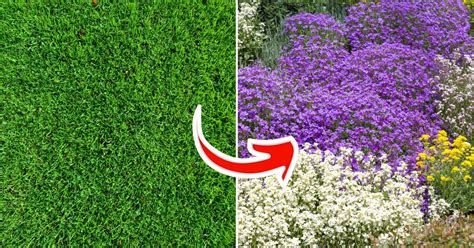 11 Ground Cover Plants That Can Replace Your Grass Complete Gardening