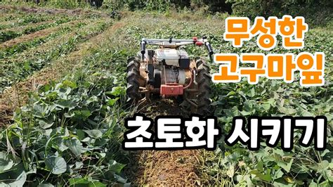 무성한 고구마잎 초토화 단자미 자색고구마 Youtube