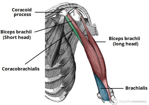 Fig 1 The Coracobrachialis Biceps Brachii And Brachialis Muscles Of