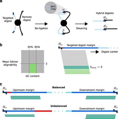 Gopher Generator Of Probes For Capture Hi C Experiments At High