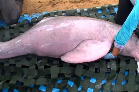 ویدئو نجات یک دلفین صورتی گیر افتاده در ساحل رودخانه‌