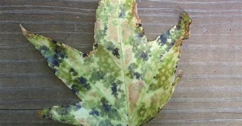 This Leaf Has A Camouflage Pattern Imgur