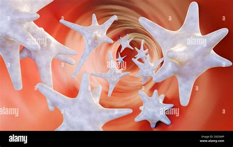 3d Rendering Of Thrombocytes Are Pieces Of Very Large Cells In The