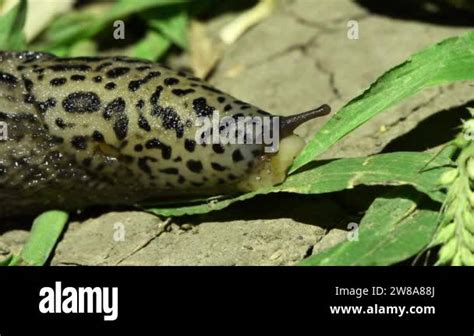 Grass Mites Stock Videos And Footage Hd And 4k Video Clips Alamy