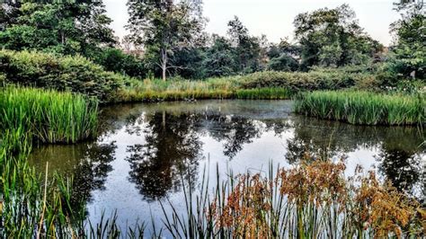 Premium Photo Reflection Of Trees In Lake Premium Photo Reflection Of Trees In Lake