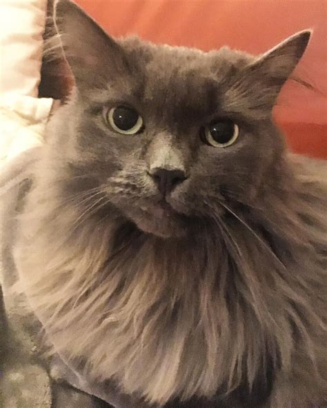 Фото нибелунга (58 фотографий)