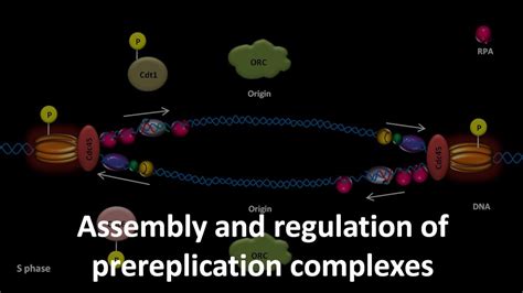 Prereplication Complex Assembly And Regulation Youtube